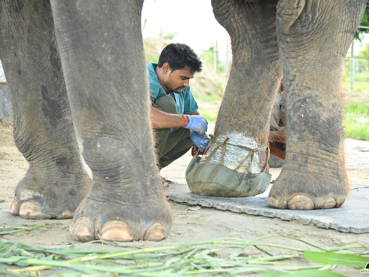 Wildlife activist launches India’s first elephant hospital