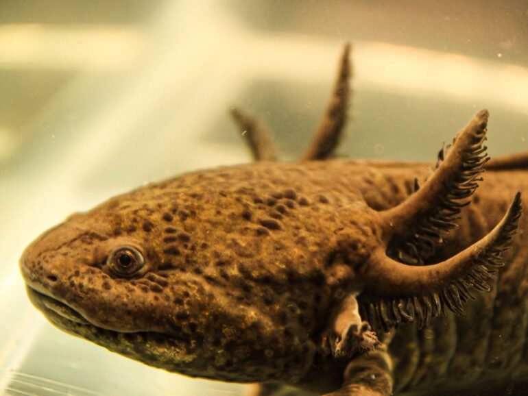 Save the axolotls: how one scientist is battling the race to extinction