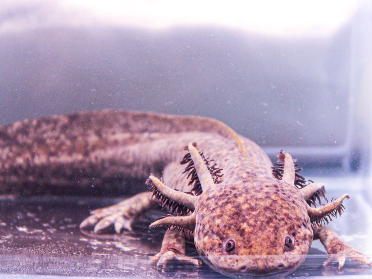 Save the axolotls: how one scientist is battling the race to extinction
