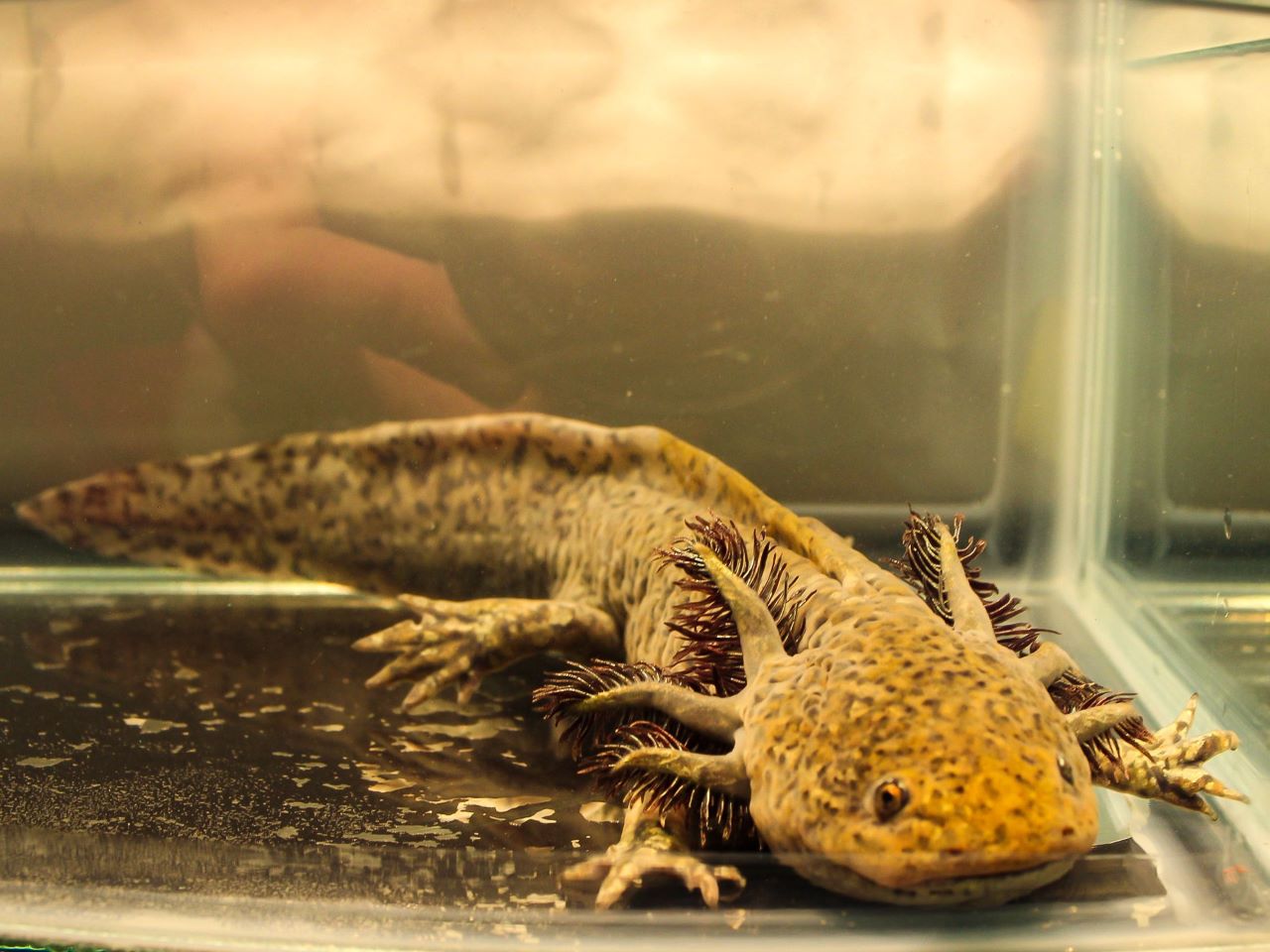 Save the axolotls: how one scientist is battling the race to extinction