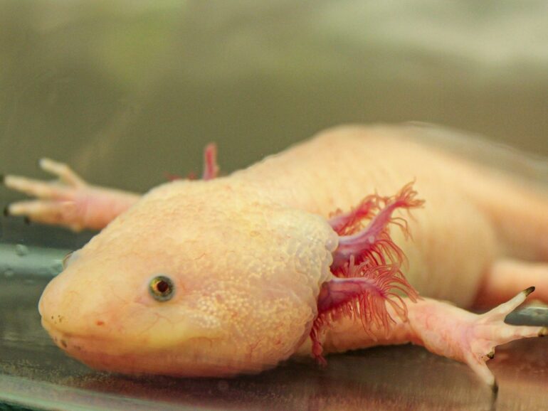 Save the axolotls: how one scientist is battling the race to extinction