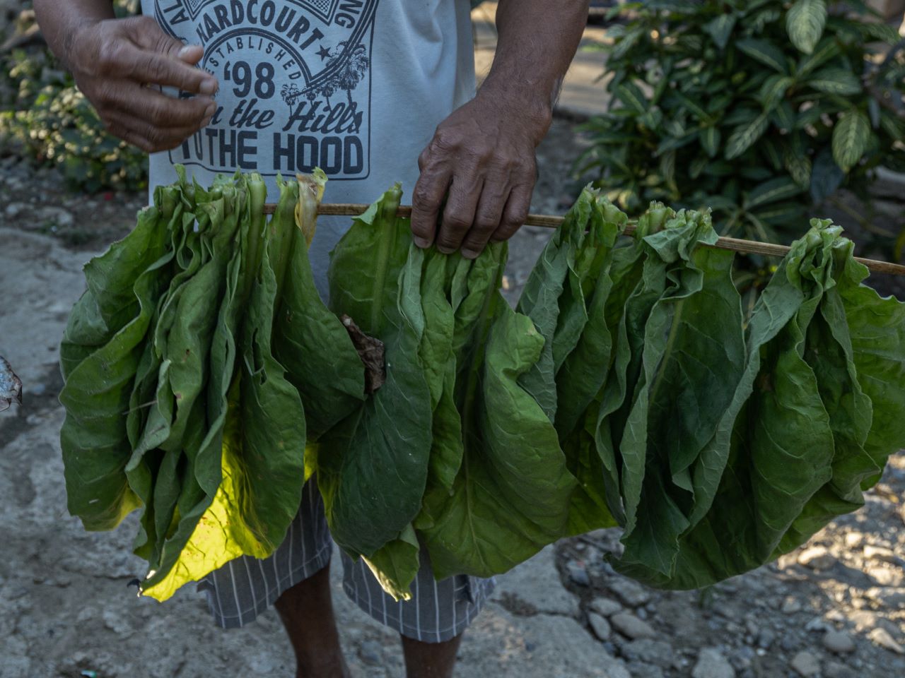 A day in the life of a Filipino tobacco farmer (photo gallery)