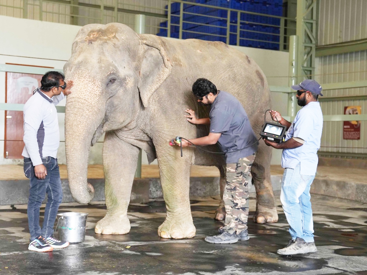 Wildlife activist launches India’s first elephant hospital