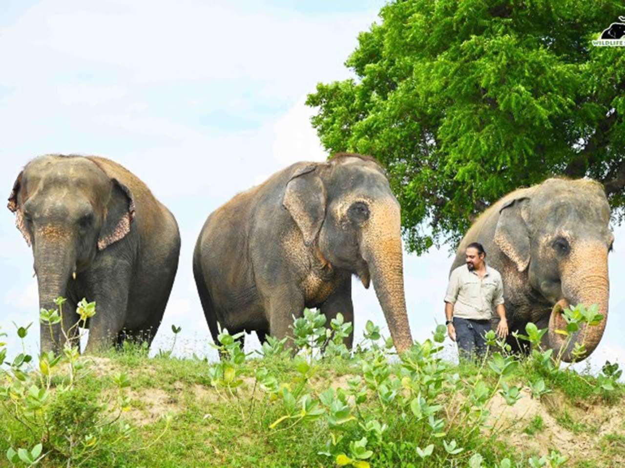 Wildlife activist launches India’s first elephant hospital