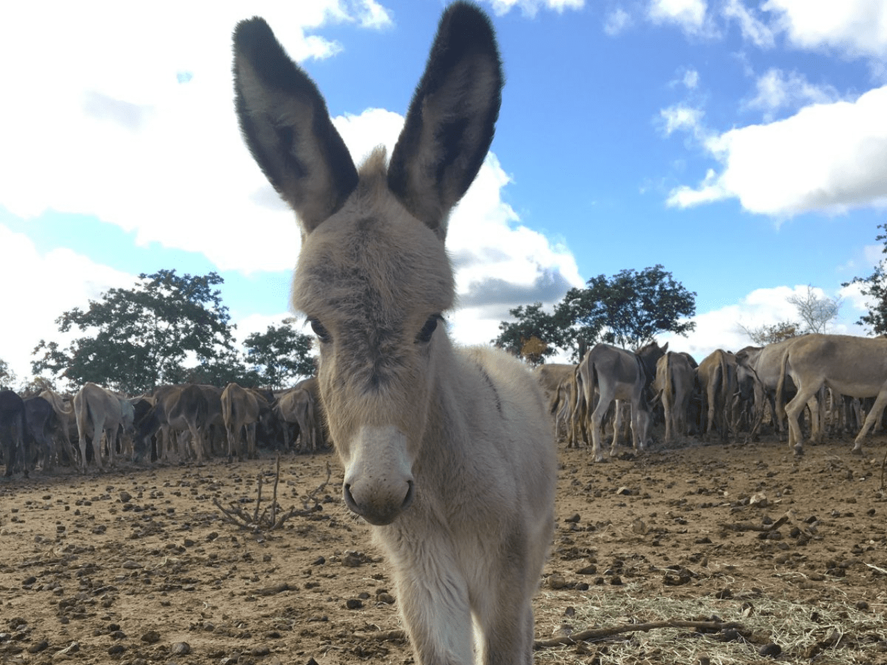 Market demand for Ejiao endangers Brazil's donkeys