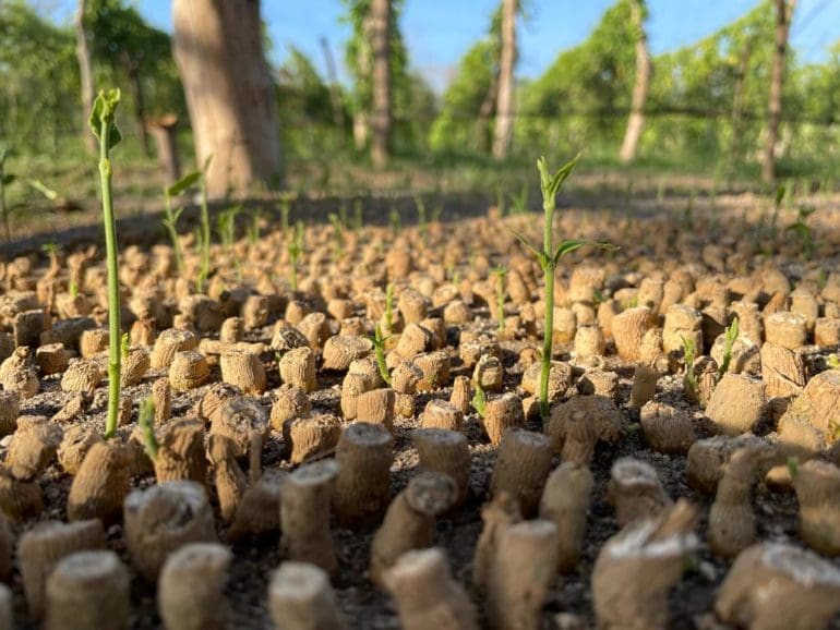 The key to cultivating loroco? According to one family of growers, it's ...