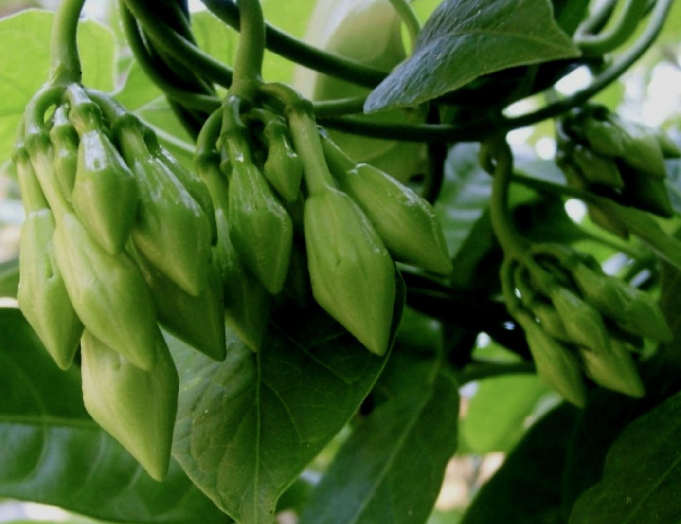 The key to cultivating loroco? According to one family of growers, it's ...