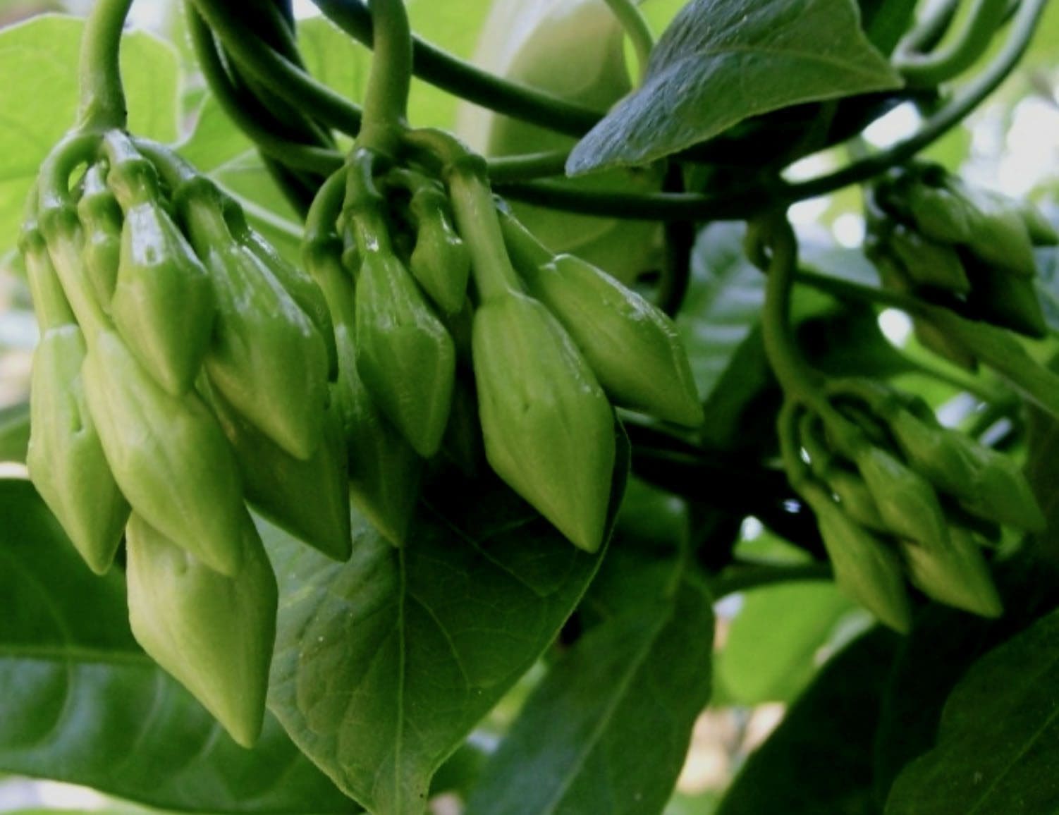 The key to cultivating loroco? According to one family of growers, it's ...