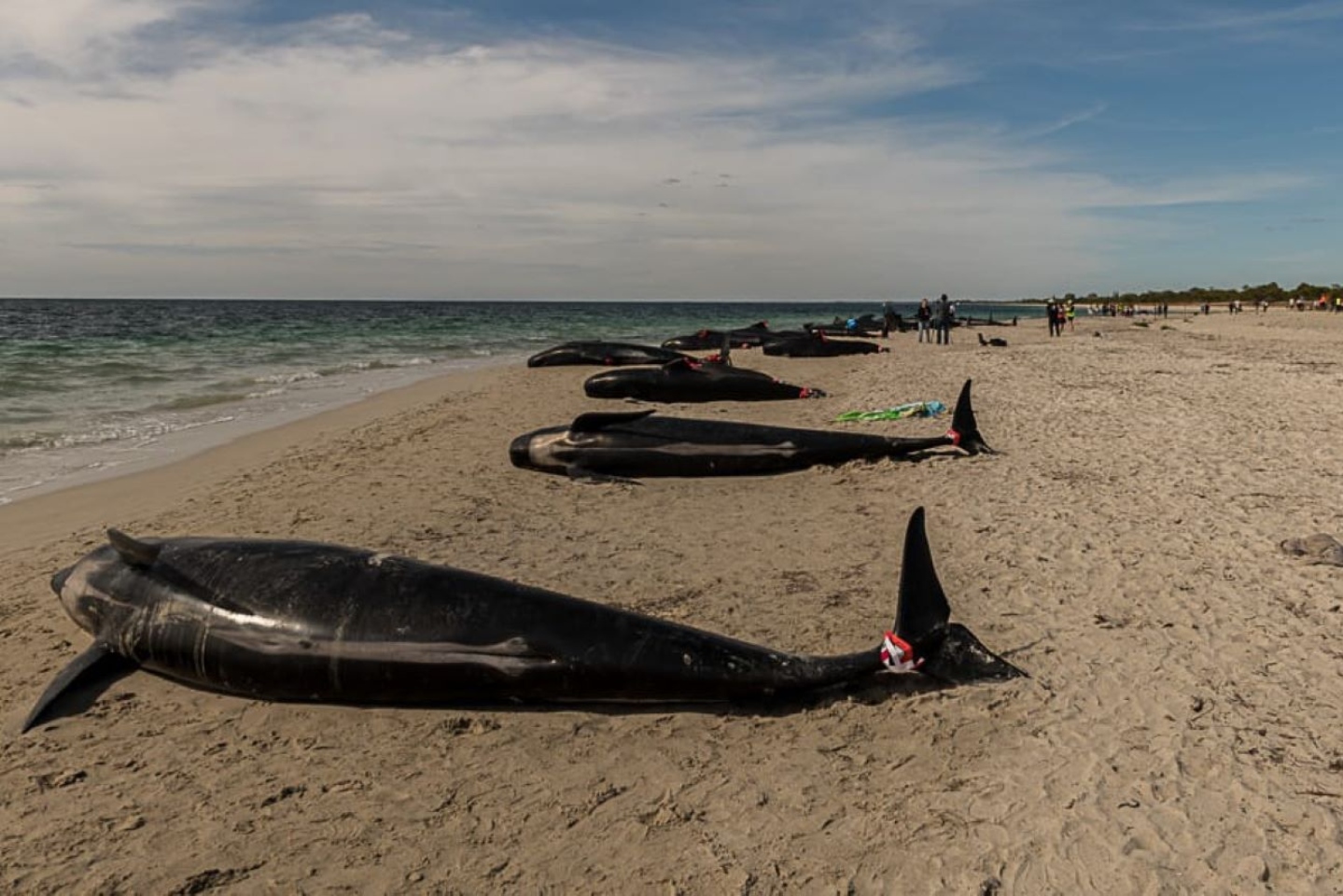 Stranded whales rescued in Western Australia, several died